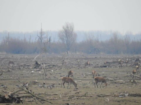 Learning to Rewild: Examining the Failed Case of the Dutch “New ...